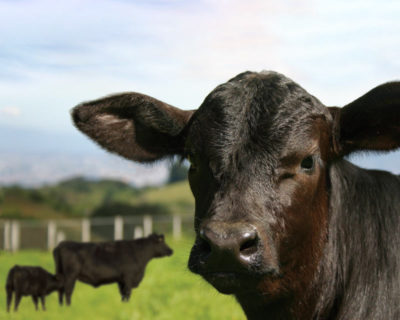 Availa 4 – New Generation Supplements