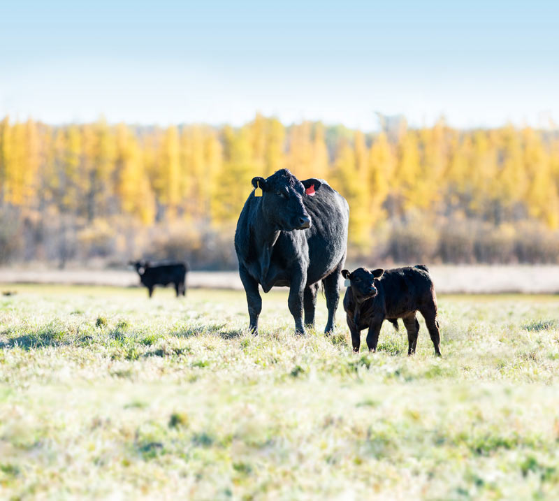 INCREASE PROFITS WITH FLAXLIC – New Generation Supplements