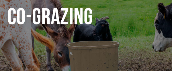 SmartLic - New Generation Supplements