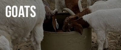 SmartLic – New Generation Supplements