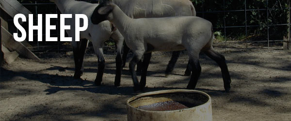 SmartLic – New Generation Supplements