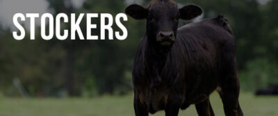 SmartLic – New Generation Supplements