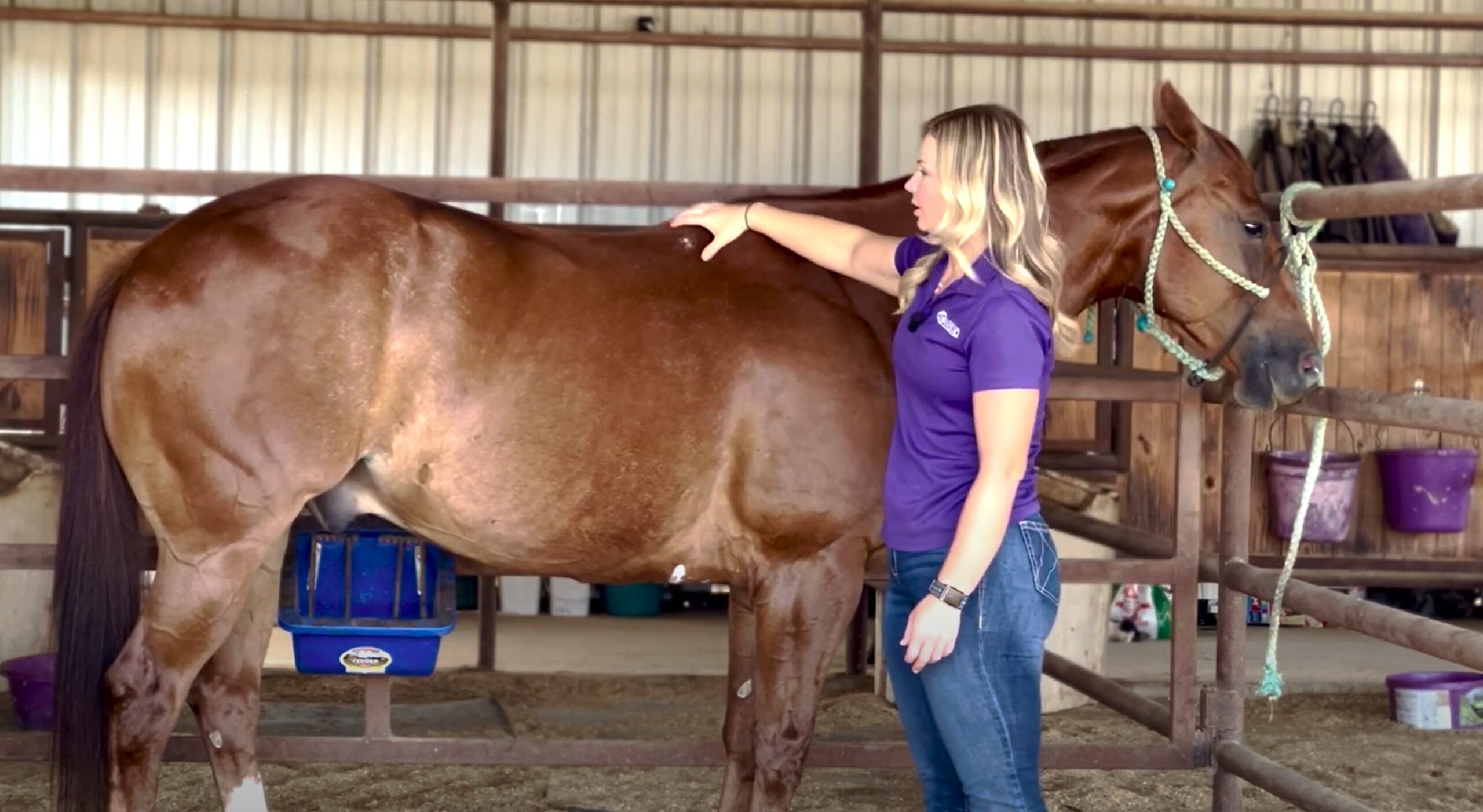 Fall and Winter Supplementation for Horses - New Generation Supplements