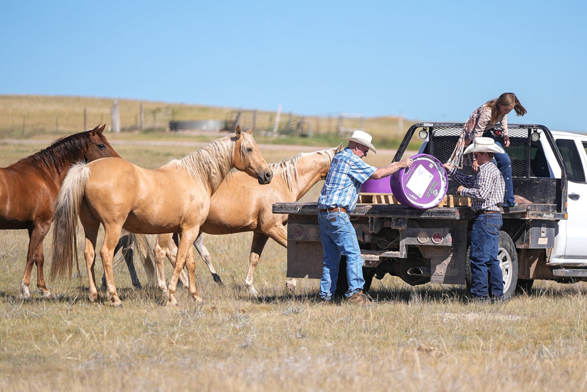 Fall and Winter Supplementation for Horses - New Generation Supplements